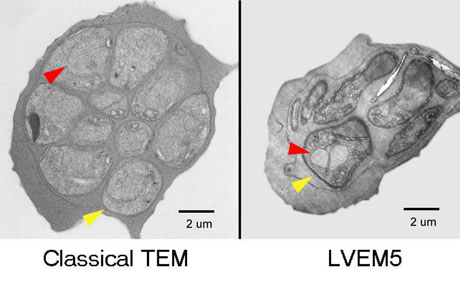 卓上低電圧電子顕微鏡 LVEM 5 Delong Instruments - FITリーディンテックス株式会社